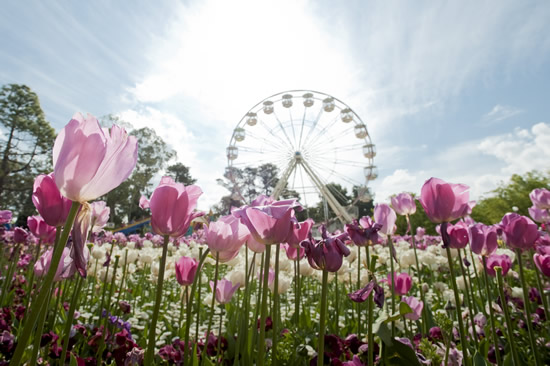 Canberra’s iconic Floriade and special Spring into the Yass Valley ...