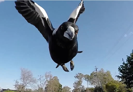 Sky hooked: A birds’ eye view of why magpies swoop | PS News