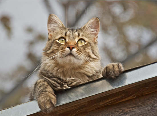 Draft plan for purr-fect cats | PS News