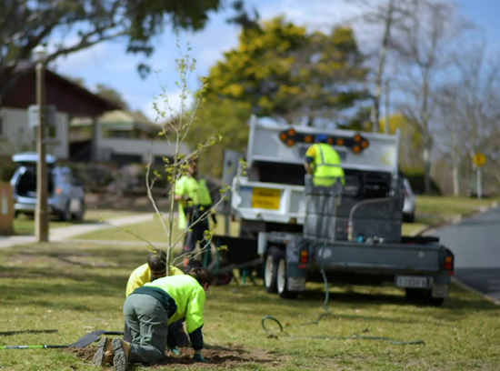 Giant new city planting to grow on trees | PS News