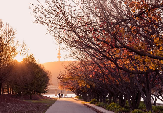 Canberra blossoms into tree city of the world | PS News