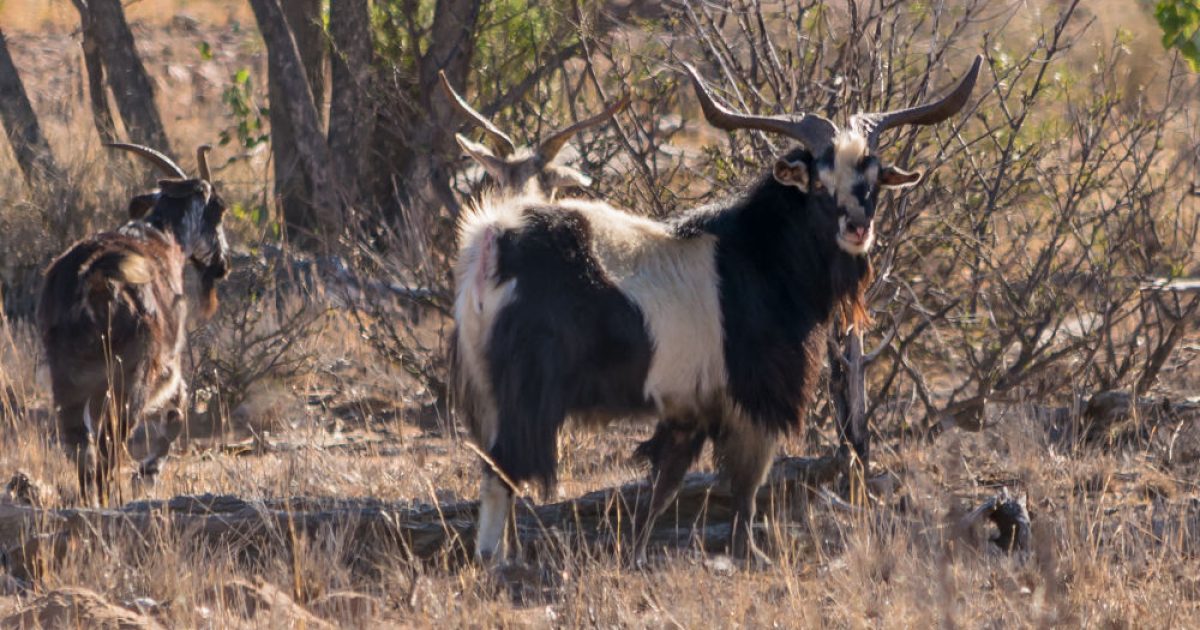 Government declares war on goats in escalating fight against invasive ...