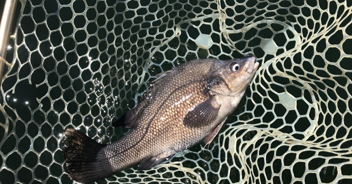 Endangered Macquarie perch thrown a lifeline with 78,000 fingerlings ...