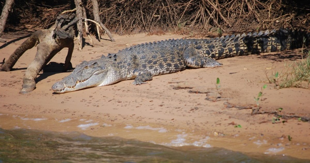 Territory Government opens consultations for crocodile management plan ...