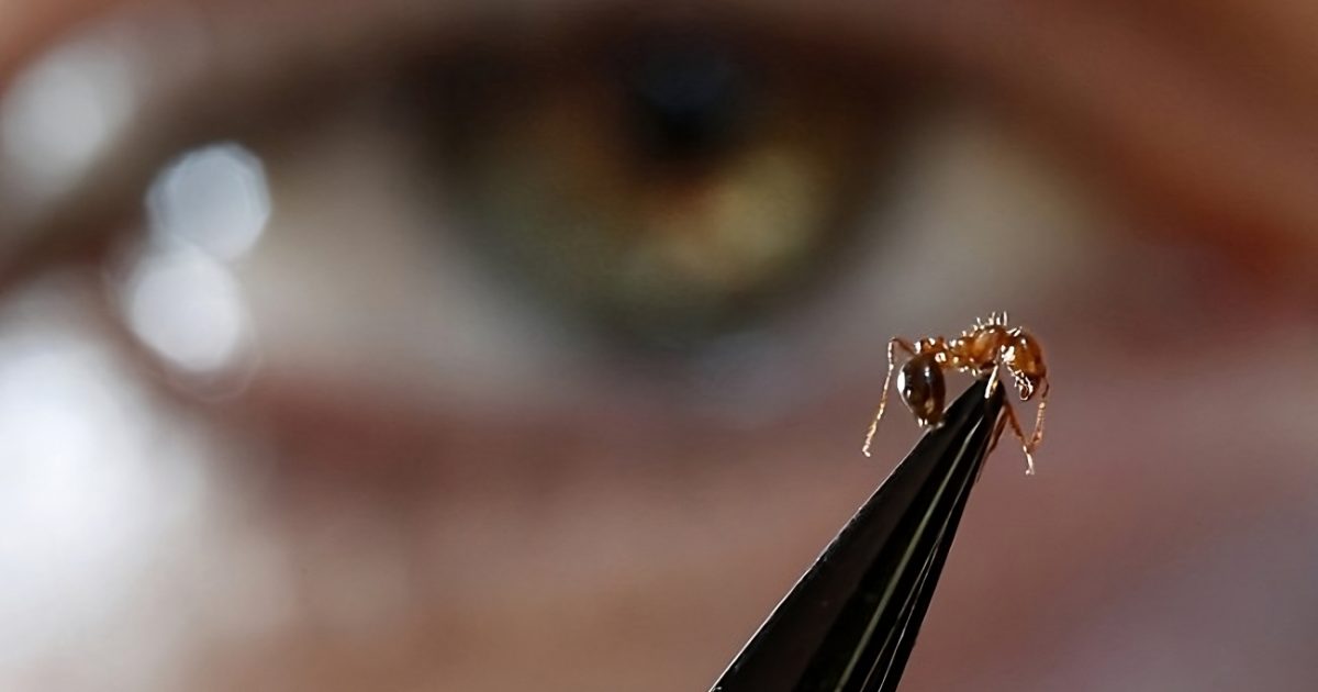 South Australia commits $17 million to fight against fire ants | PS News