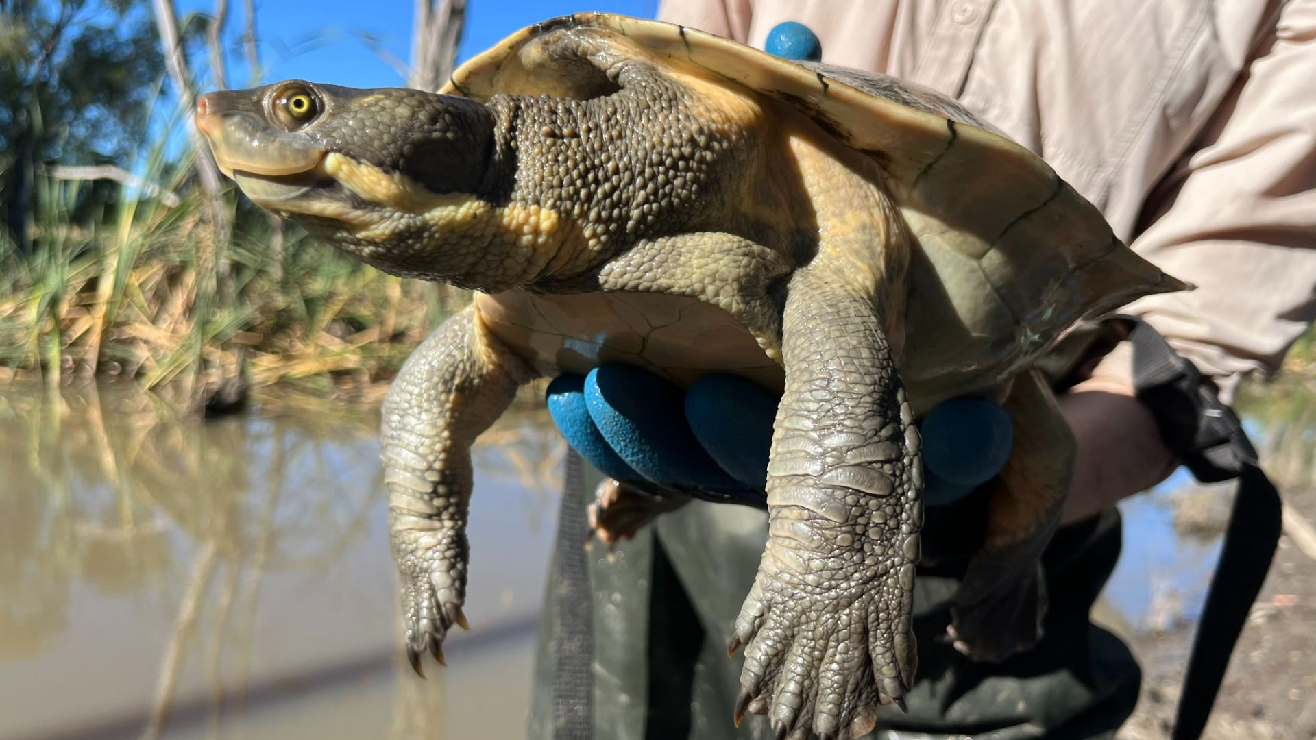 Murrumbidgee environmental water flows are benefitting fragile turtle ...
