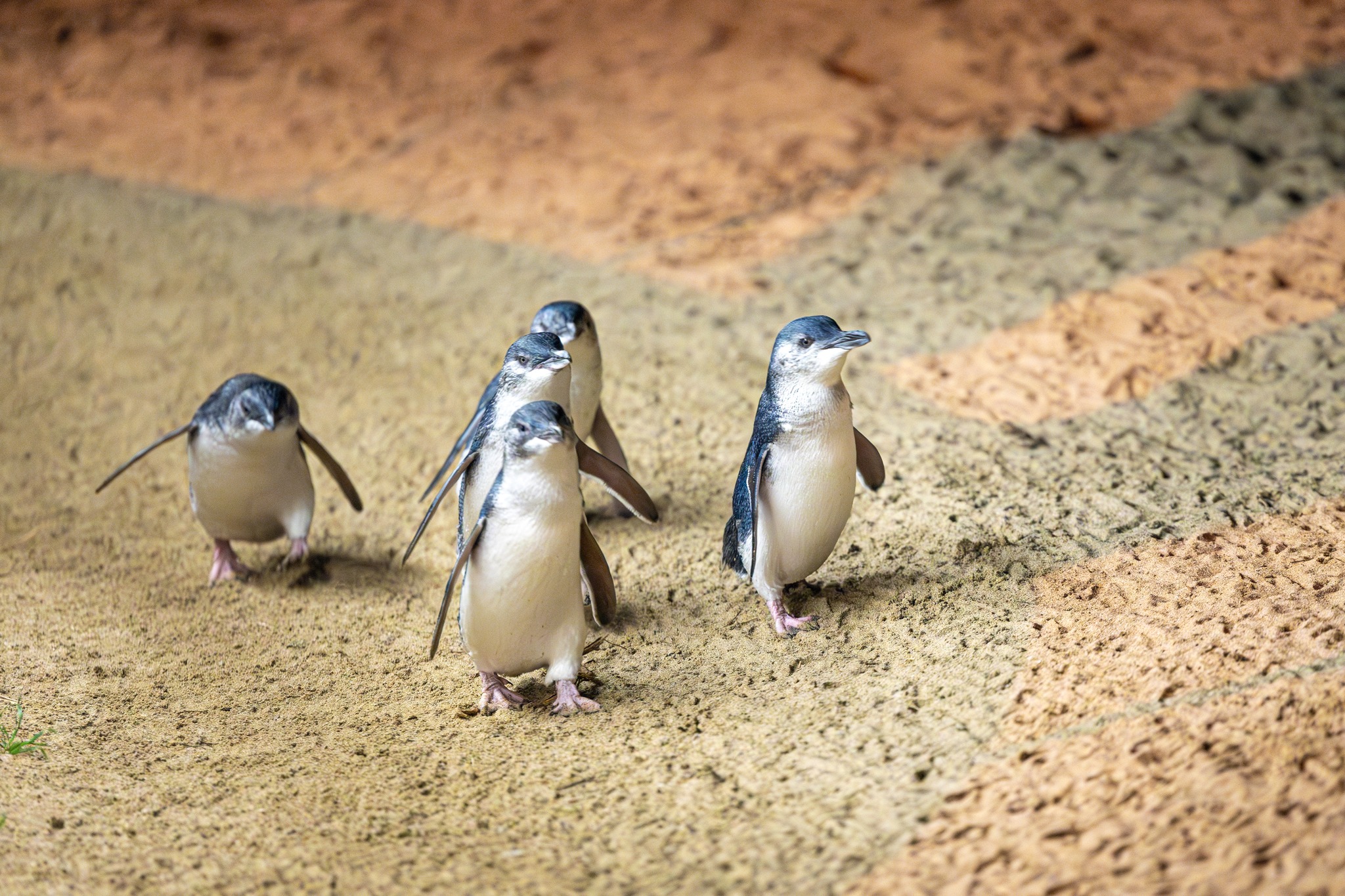 Victoria's Penguin Parade upgrade hits a major milestone | PS News