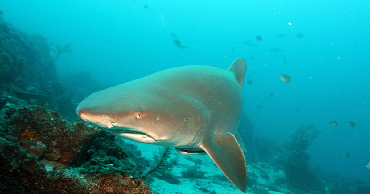 Queensland Government announces $88m investment in Shark Control ...